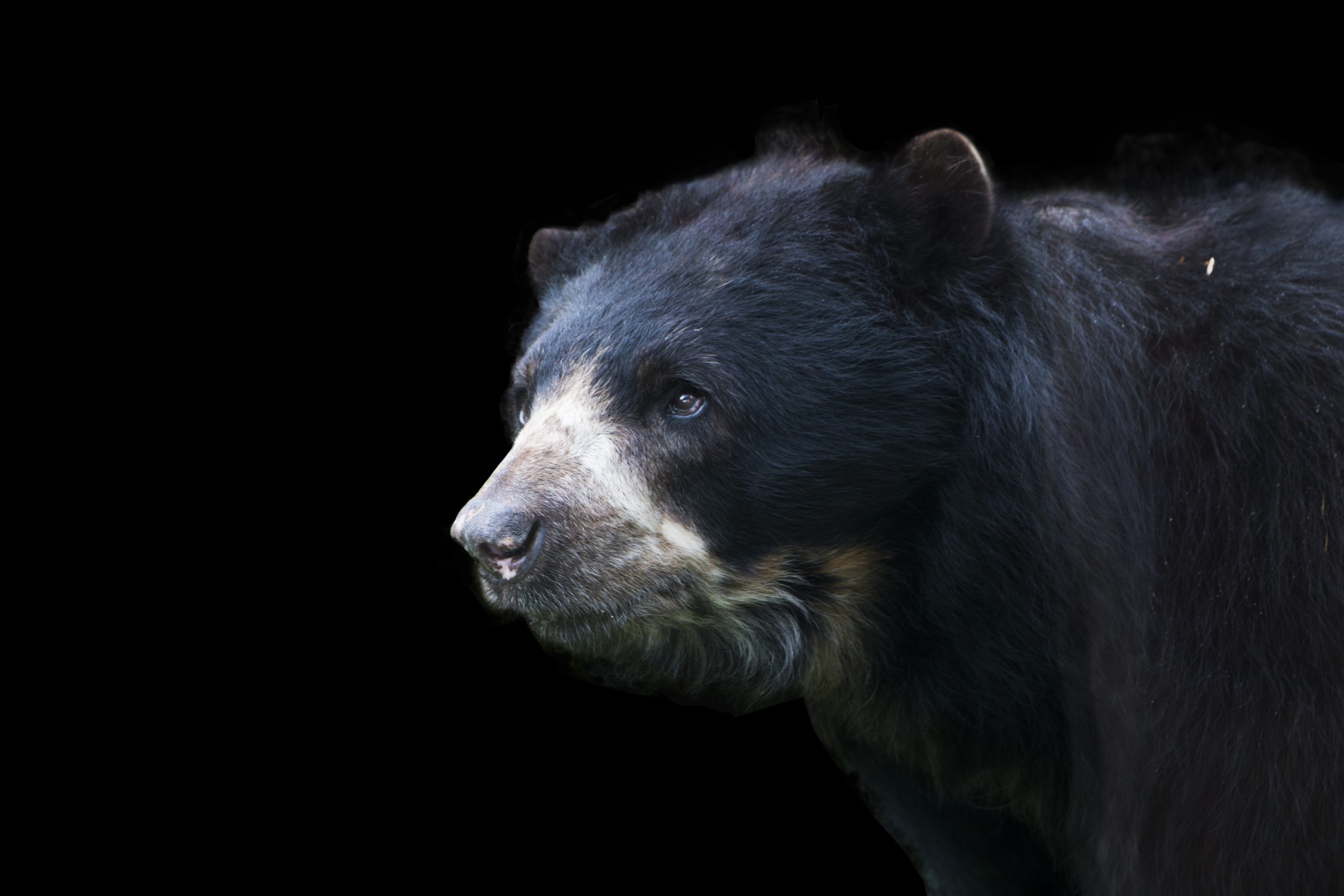 oSO 2 | ProCAT